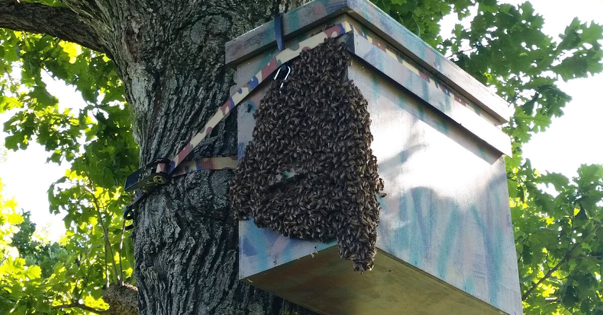 Removal Form – Bee Country USA